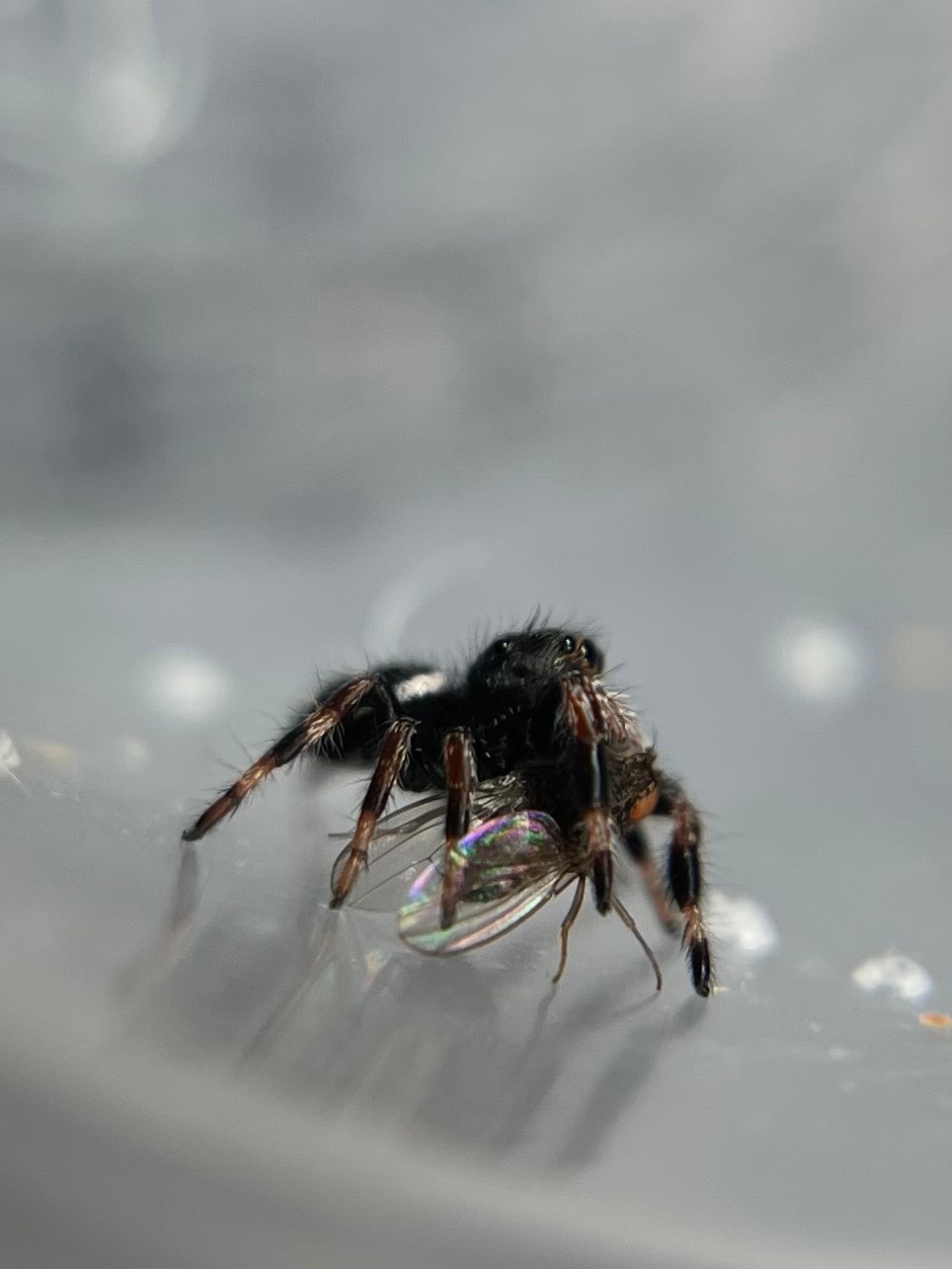 Female Juvenile Phidippus Regius “Regal” Jumping Spider $40 True Spider ...