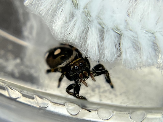 Female Juvenile Phidippus Regius “Regal” Jumping Spider $40 by Georgia Jumper Dude