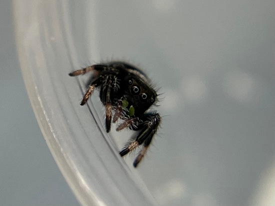 Male, Juvenile Phidippus Regius “Regal” Jumping Spider $35 by Georgia ...