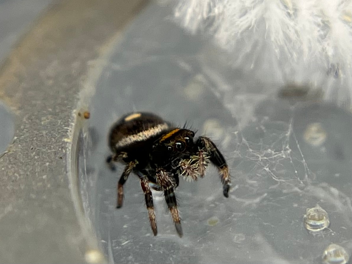 Female Juvenile Phidippus Regius “Regal” Jumping Spider $40 True Spider ...