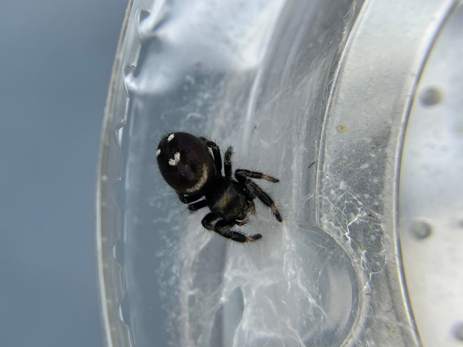 Female Juvenile Phidippus Regius “Regal” Jumping Spider $40 True Spider ...