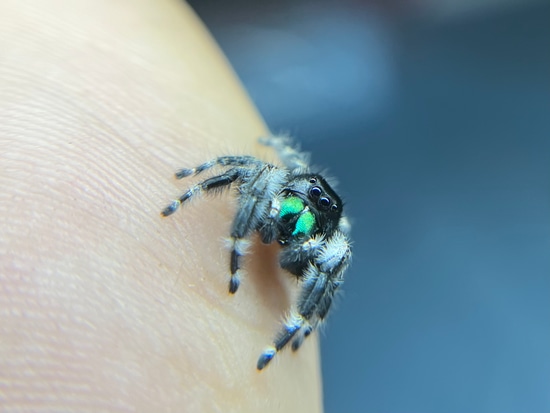 Male Subadult Phidippus Audax “bold” Jumping Spider $30 by Georgia ...