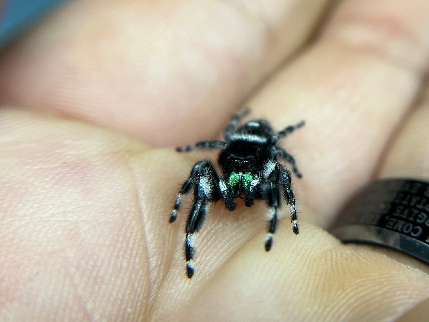 Male Subadult Phidippus Audax “bold” Jumping Spider $30 True Spider by ...