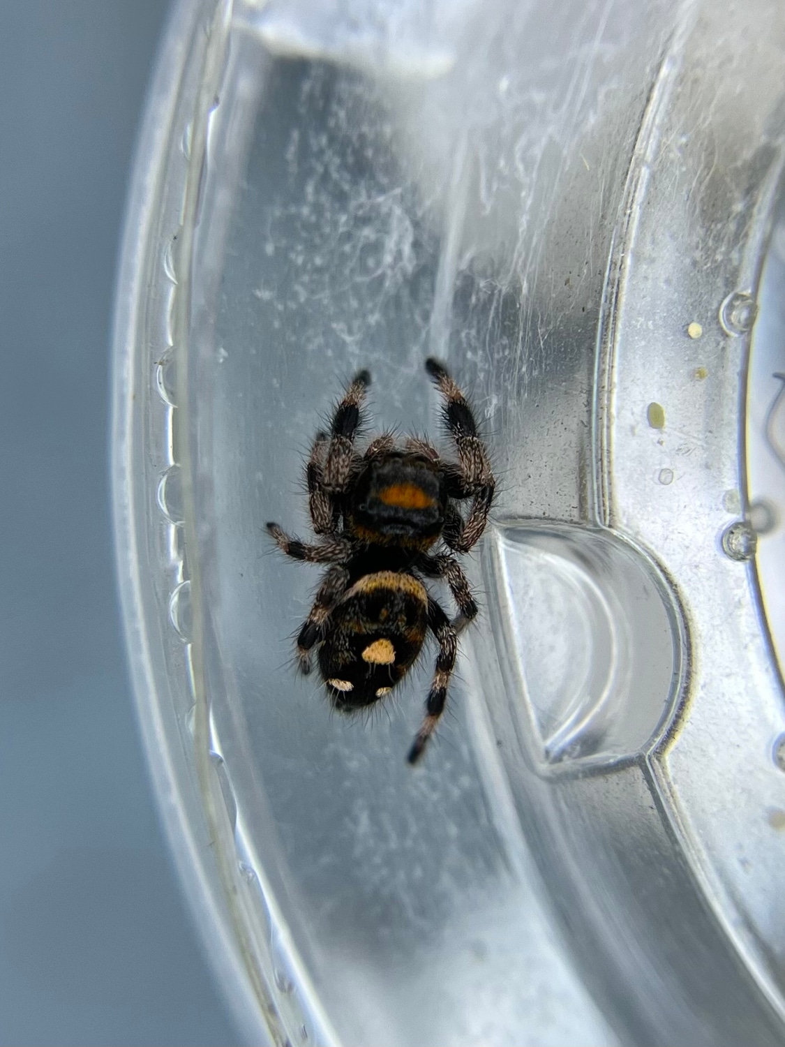 Female Juvenile Phidippus Regius “Regal” Jumping Spider $40 True Spider ...