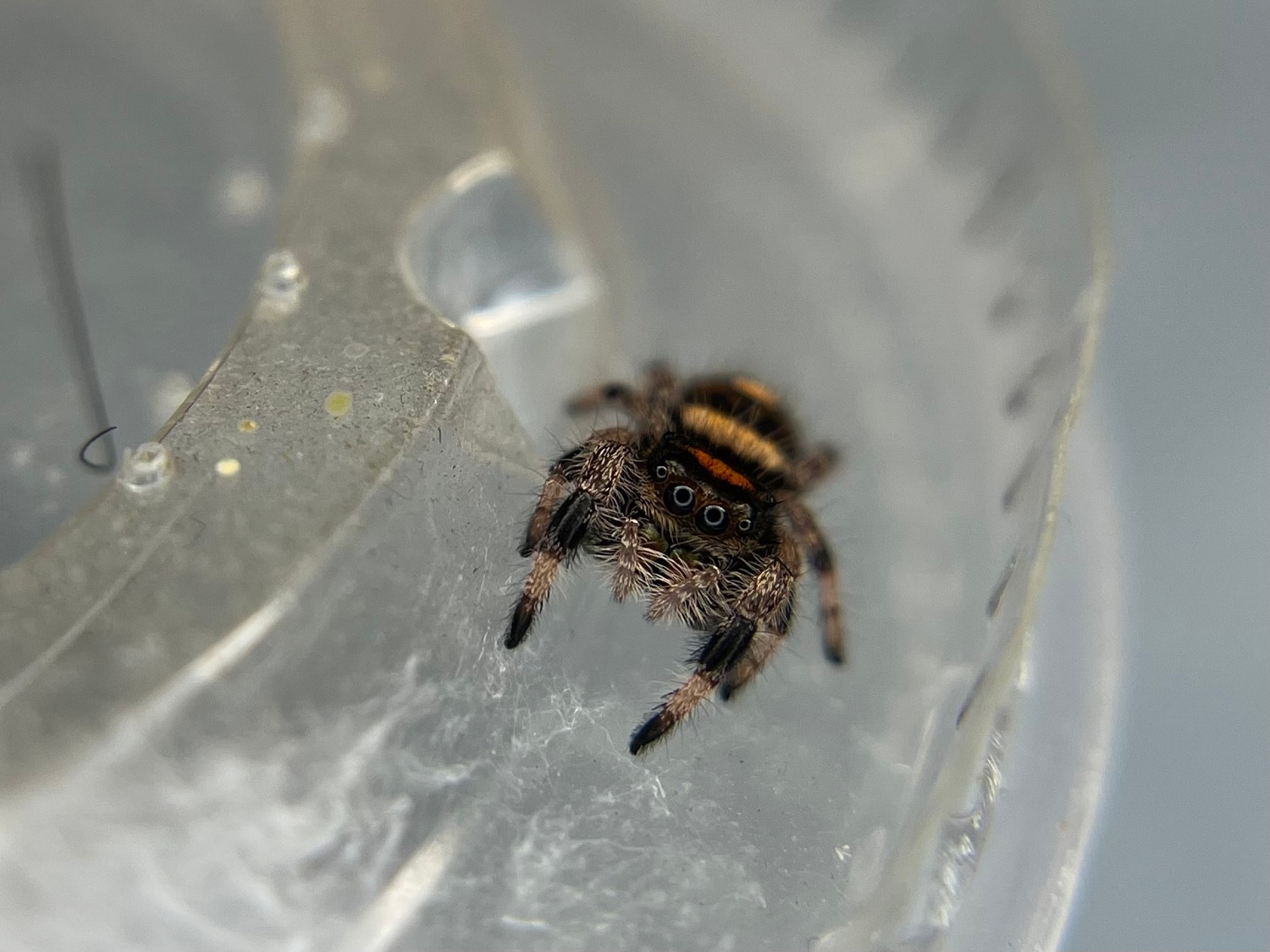 Female Juvenile Phidippus Regius “Regal” Jumping Spider $40 True Spider ...