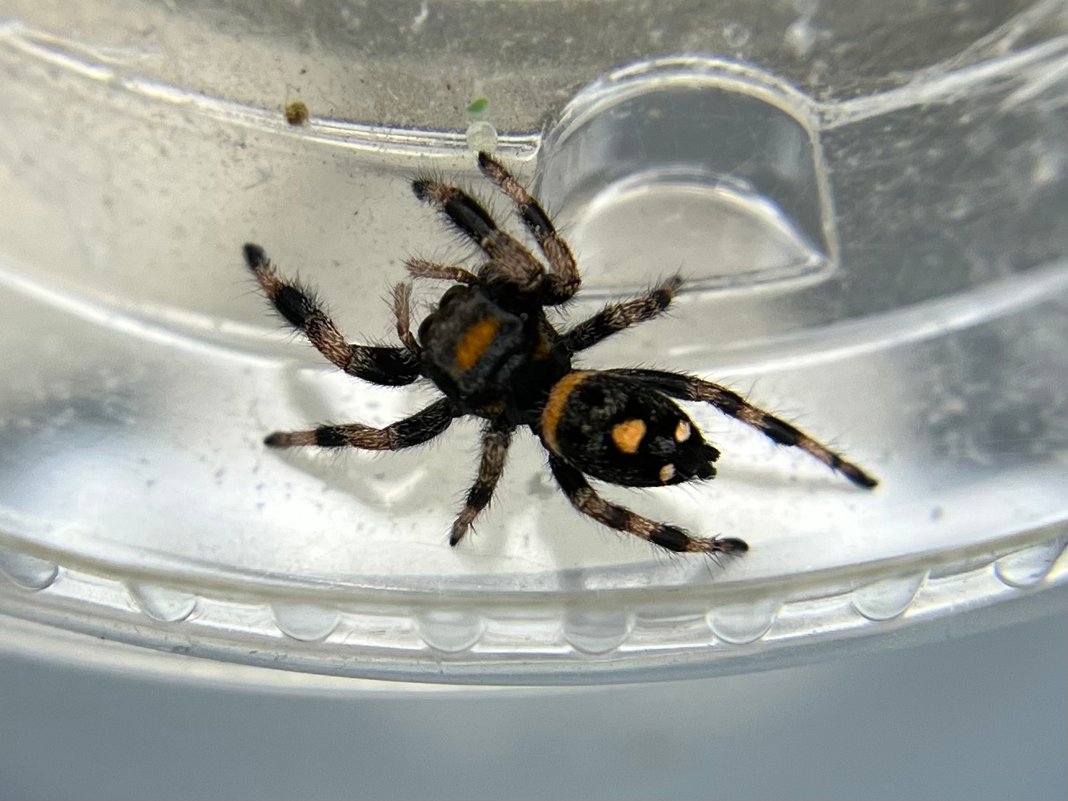 Female Juvenile Phidippus Regius “Regal” Jumping Spider $40 True Spider ...