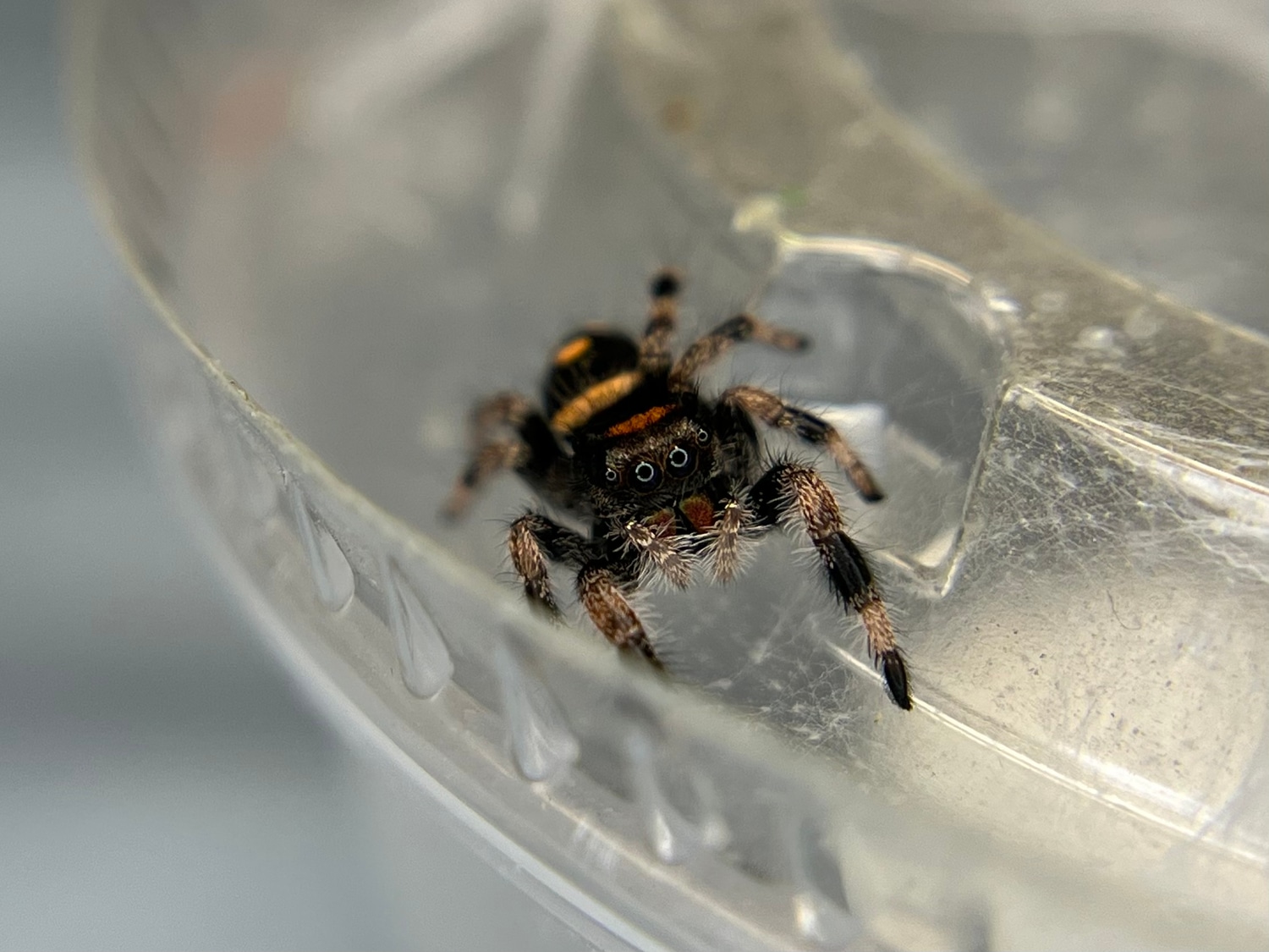 Female Juvenile Phidippus Regius “Regal” Jumping Spider $40 True Spider ...