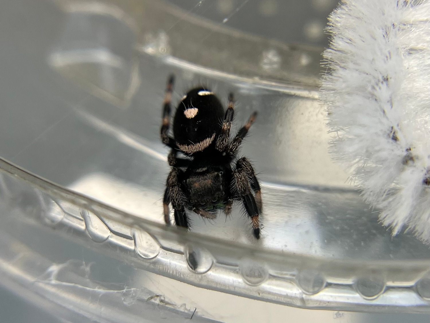 Male, Juvenile Phidippus Regius “Regal” Jumping Spider $35 True Spider ...