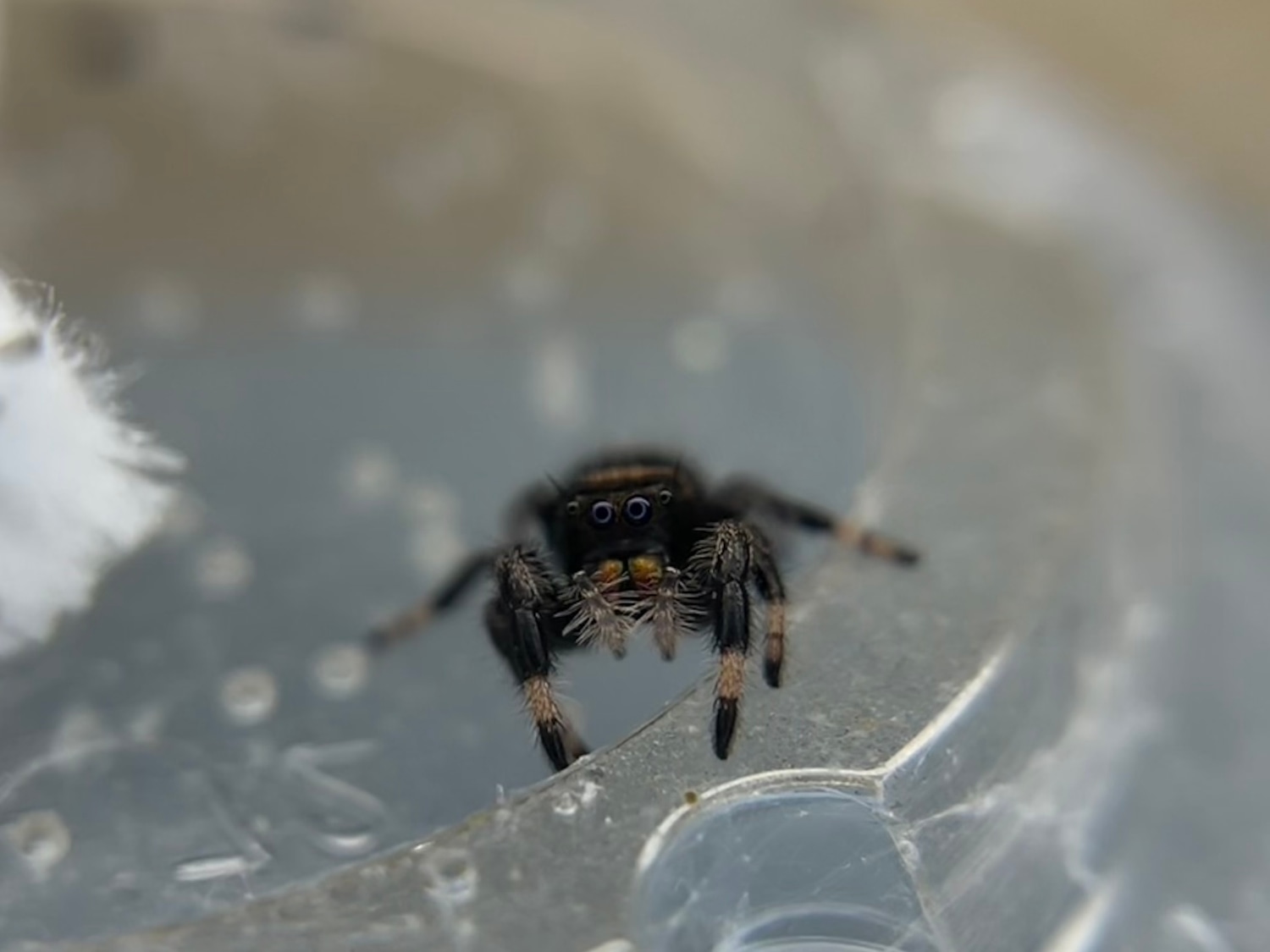 Female Juvenile Phidippus Regius “Regal” Jumping Spider $40 True Spider ...