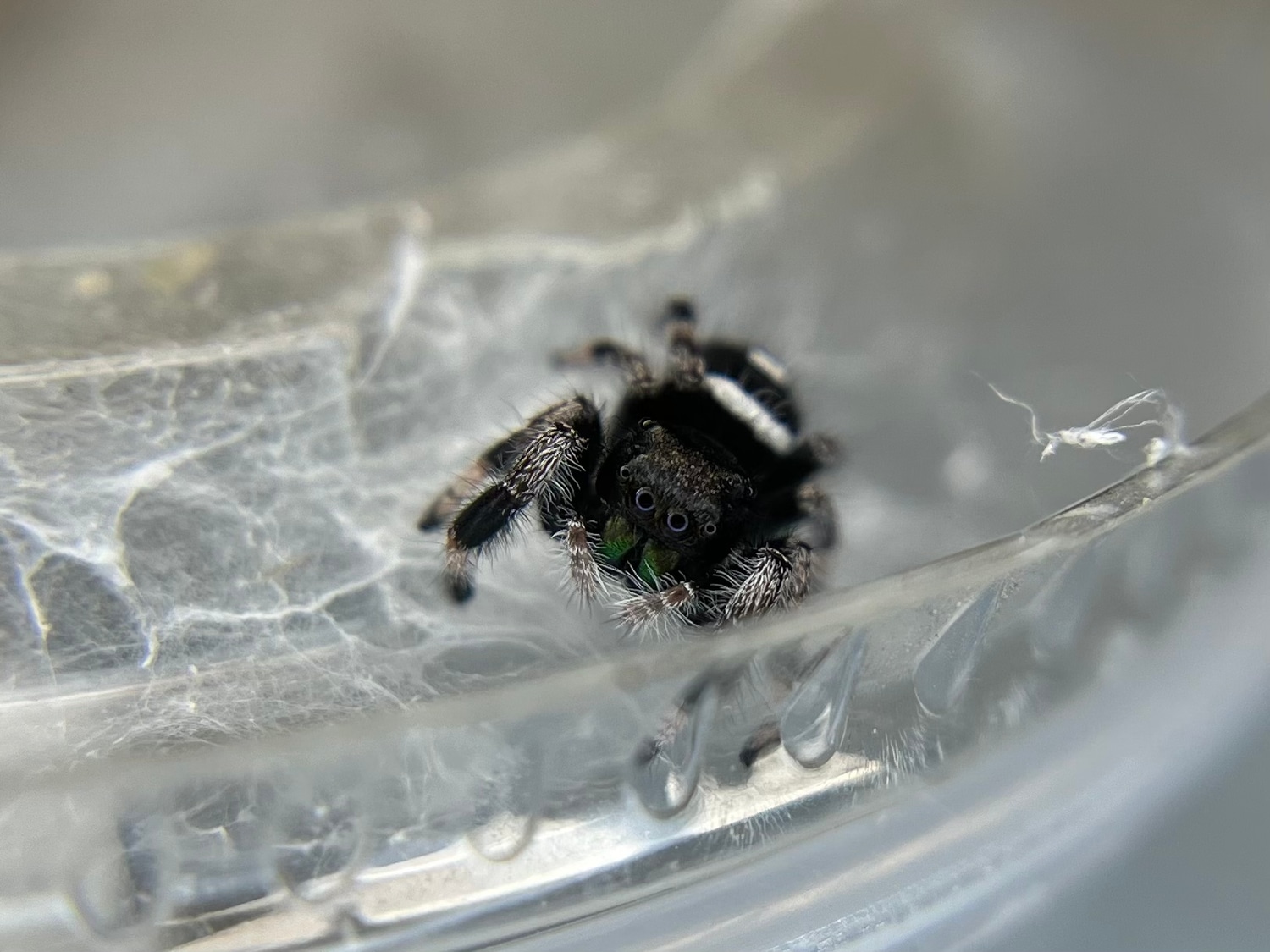 Male, Juvenile Phidippus Regius “Regal” Jumping Spider $35 True Spider ...