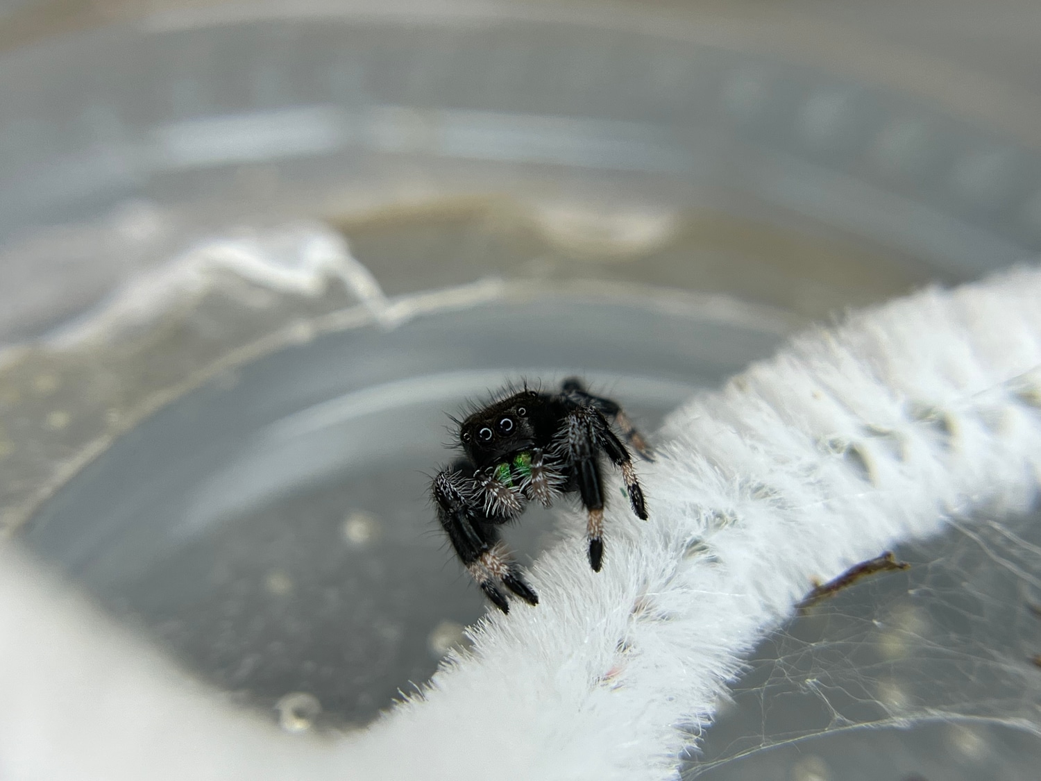 Male, Juvenile Phidippus Regius “Regal” Jumping Spider $35 True Spider ...