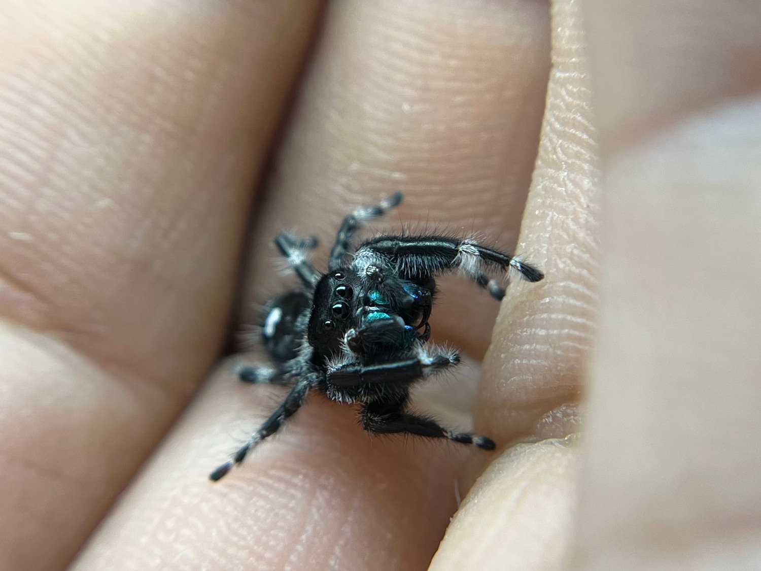 Male Subadult Phidippus Audax “bold” Jumping Spider $25 True Spider by ...