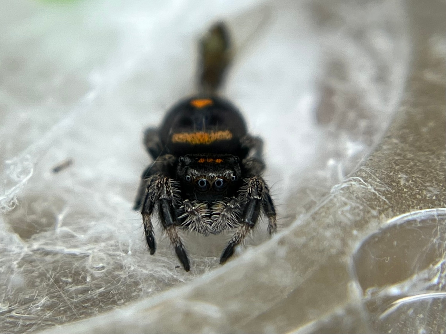 Female Juvenile Phidippus Regius “Regal” Jumping Spider $40 True Spider ...