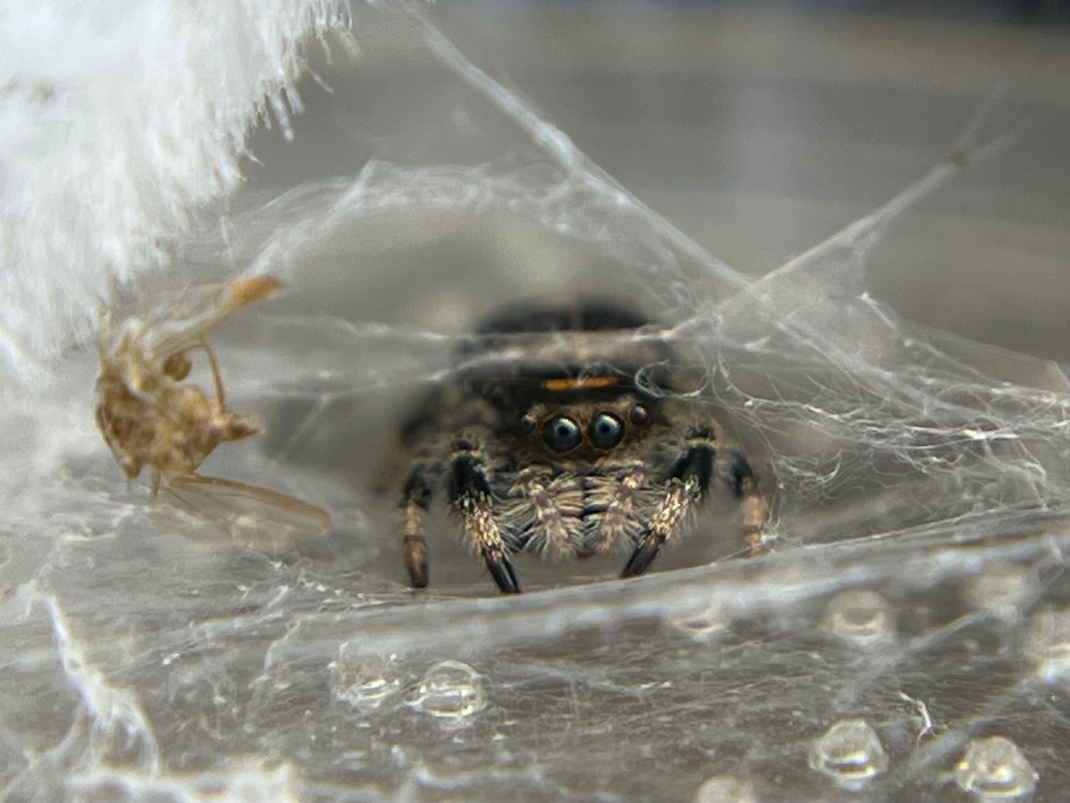 Female Juvenile Phidippus Regius “Regal” Jumping Spider $40 True Spider ...