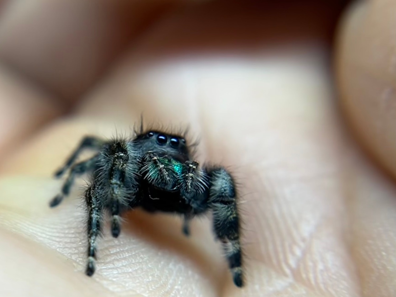 Male Subadult Phidippus Audax “bold” Jumping Spider $25 True Spider by ...