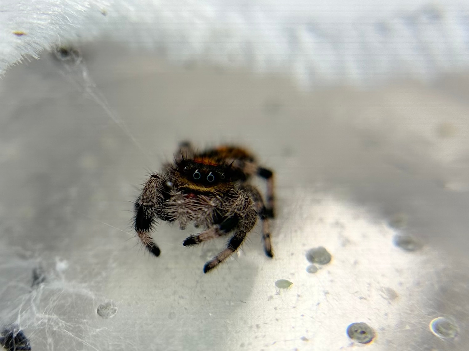 Female Juvenile Phidippus Regius “Regal” Jumping Spider $40 True Spider ...
