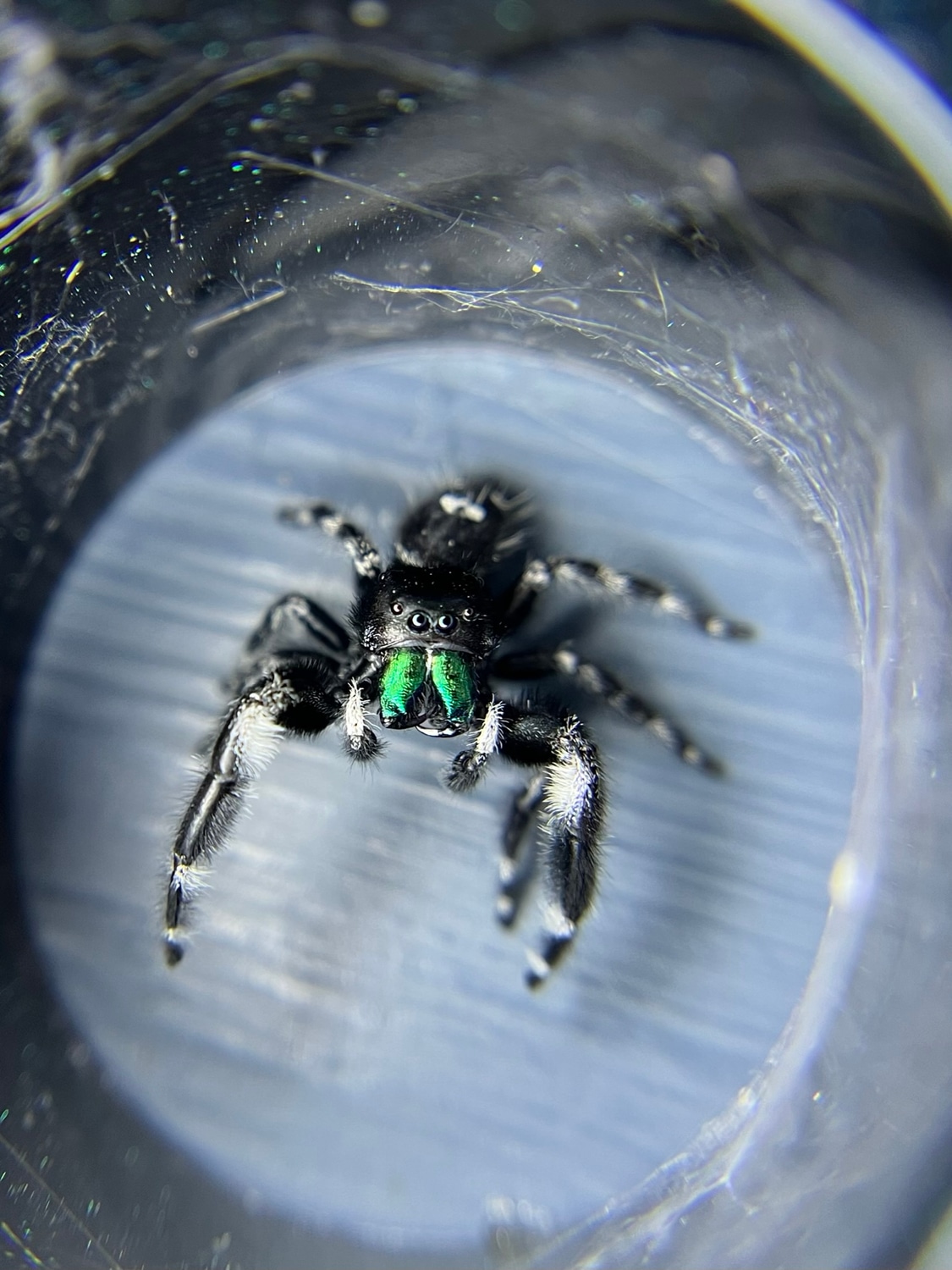 Adult Male Phidippus Audax “bold” Jumping Spider $50 True Spider by ...