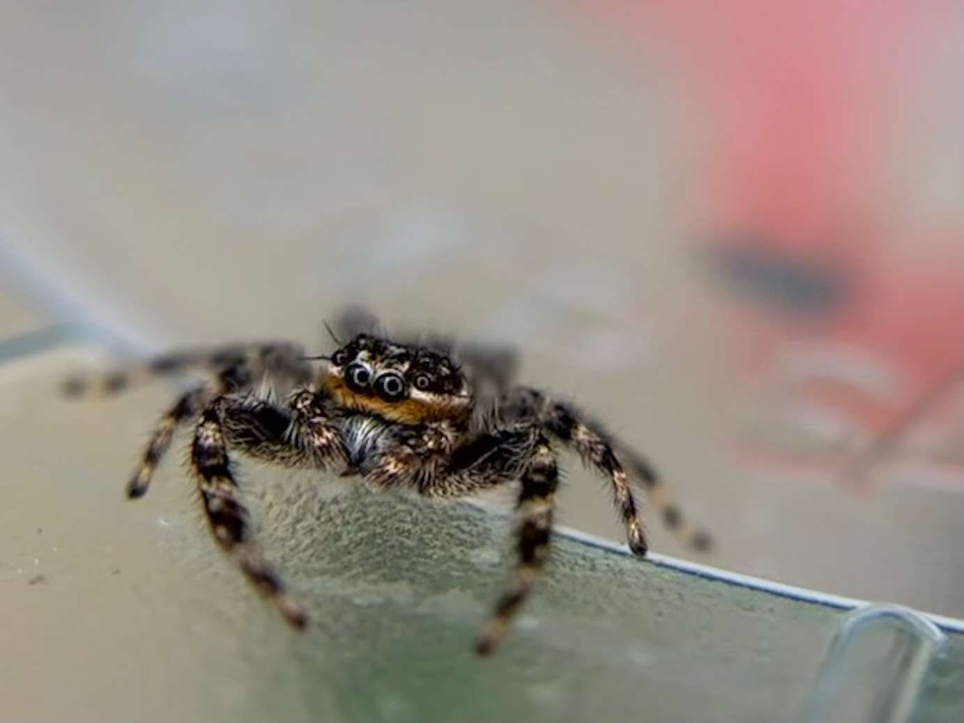 Male Platycryptus Undatus “tan” Jumping Spider $25 True Spider by ...