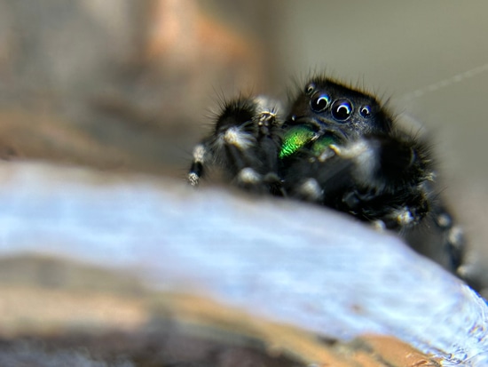 Male Subadult Phidippus Audax “bold” Jumping Spider $35 by Georgia ...