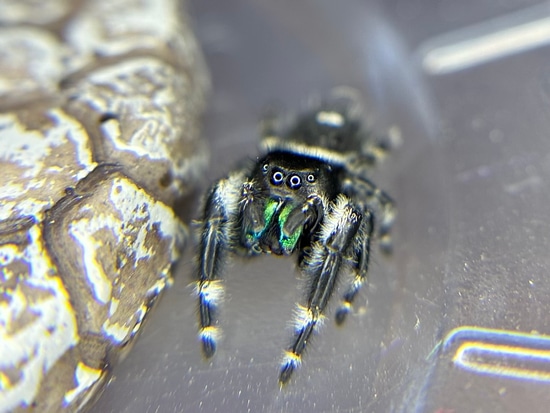 Male Subadult Phidippus Audax “bold” Jumping Spider $35 by Georgia ...