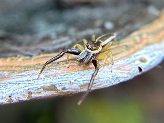 Male Hentzia Palmarum Or “Hentz” Jumping Spider $25 True Spider by ...
