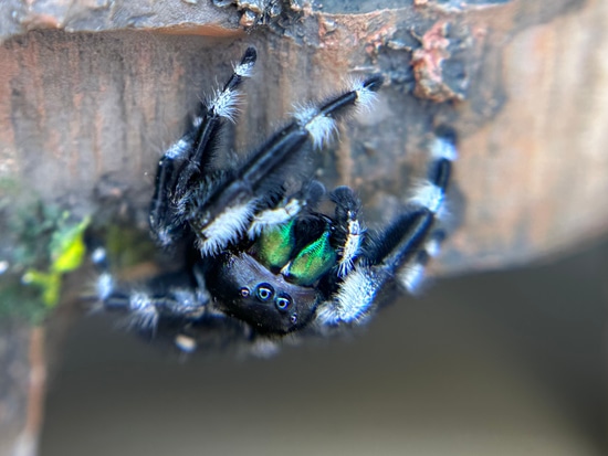 Adult Male Phidippus Audax “bold” Jumping Spider $40 by Georgia Jumper Dude