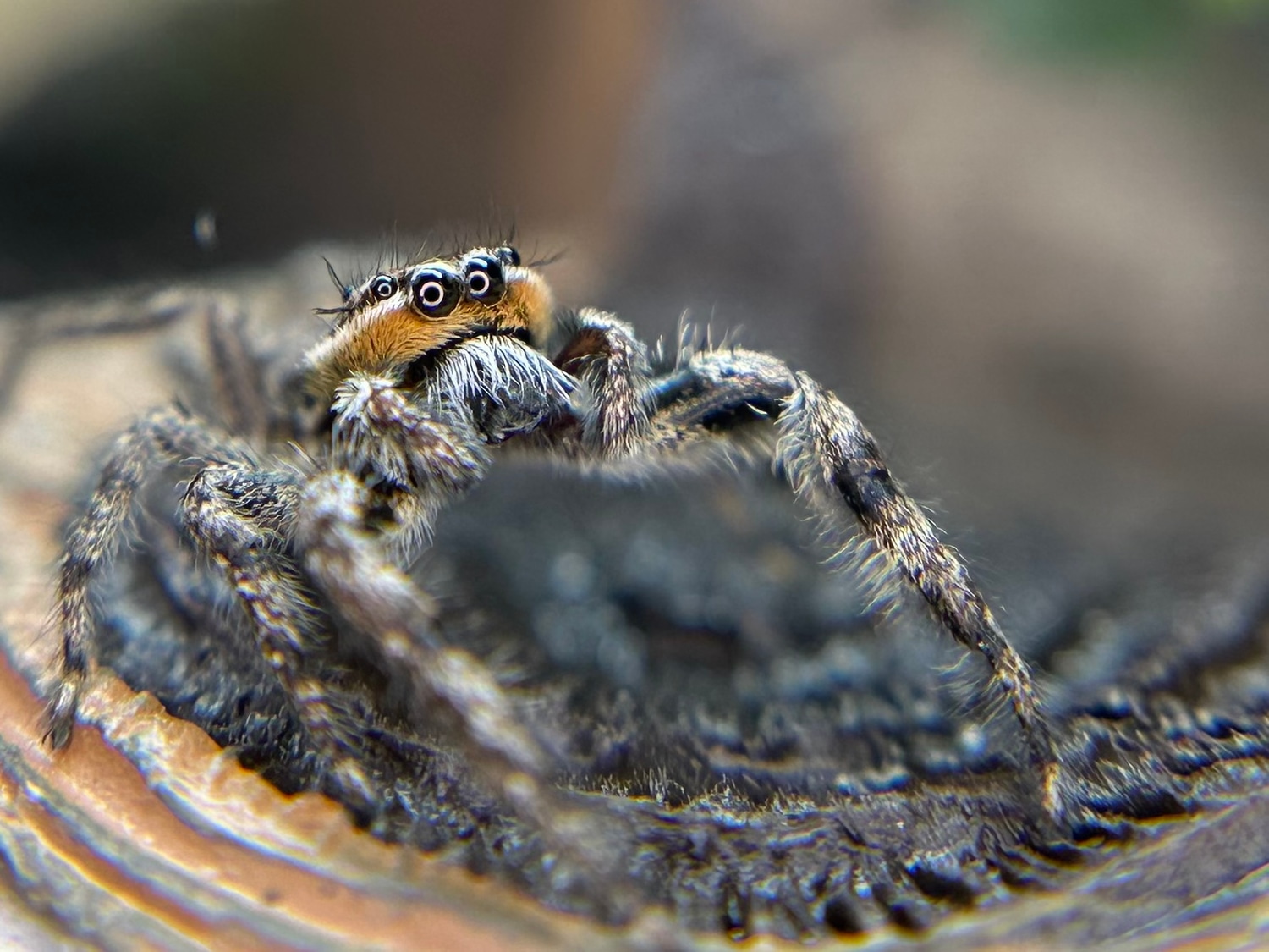 Male Platycryptus Undatus “tan” Jumping Spider $25 True Spider by ...
