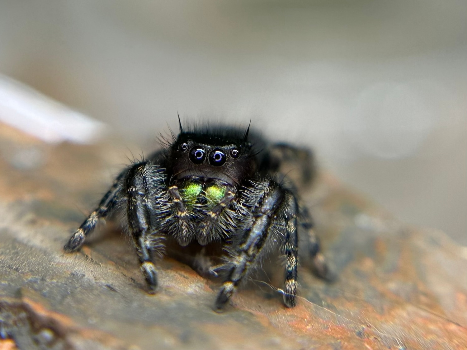 Unsexed Subadult Phidippus Audax “bold” Jumping Spider $30 True Spider ...