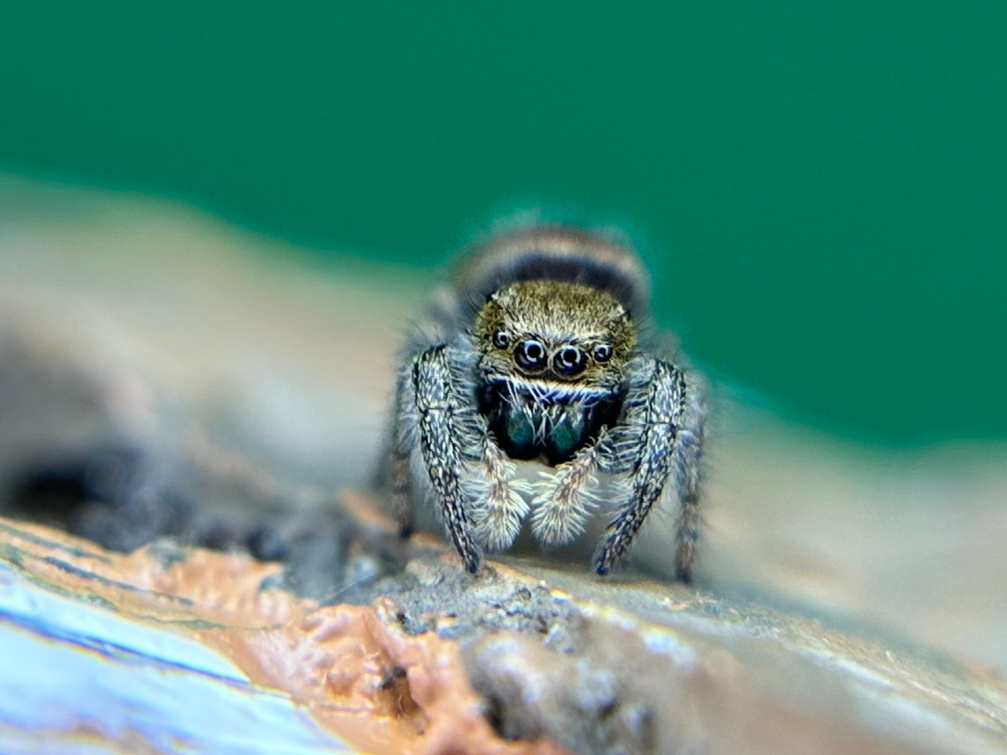 Unsexed Juvenile Phidippus Johnsoni “Red-Backed” Jumping Spider $45 ...