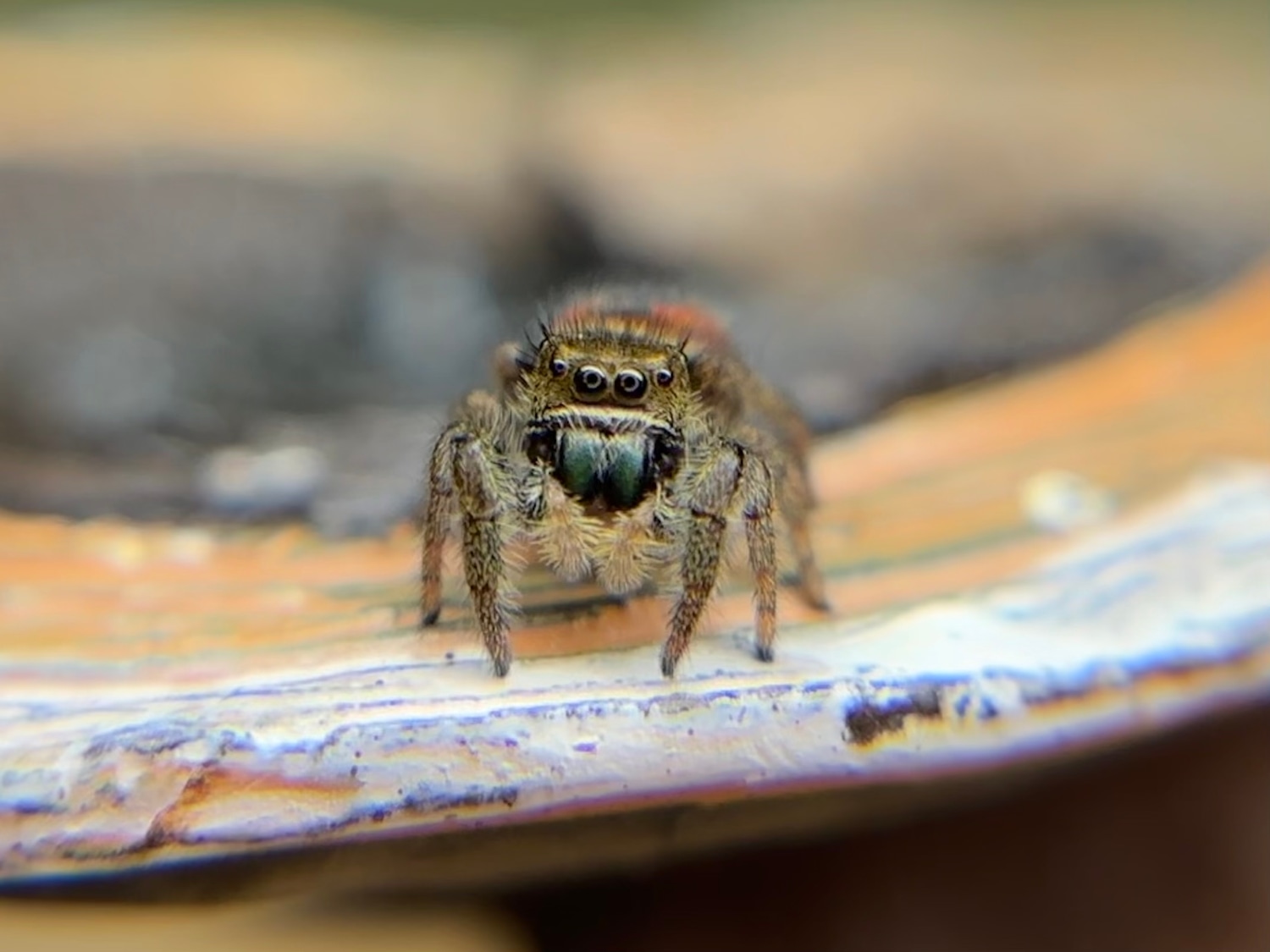 Unsexed Juvenile Phidippus Johnsoni “Red-Backed” Jumping Spider $45 ...