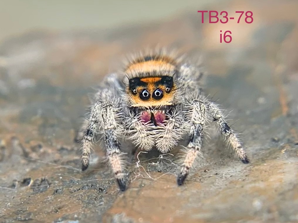 Female Juvenile Phidippus Regius “Regal” Jumping Spider $45 True Spider ...