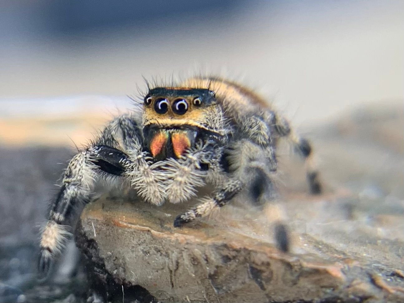 Female Juvenile Phidippus Regius “Regal” Jumping Spider $45 True Spider ...