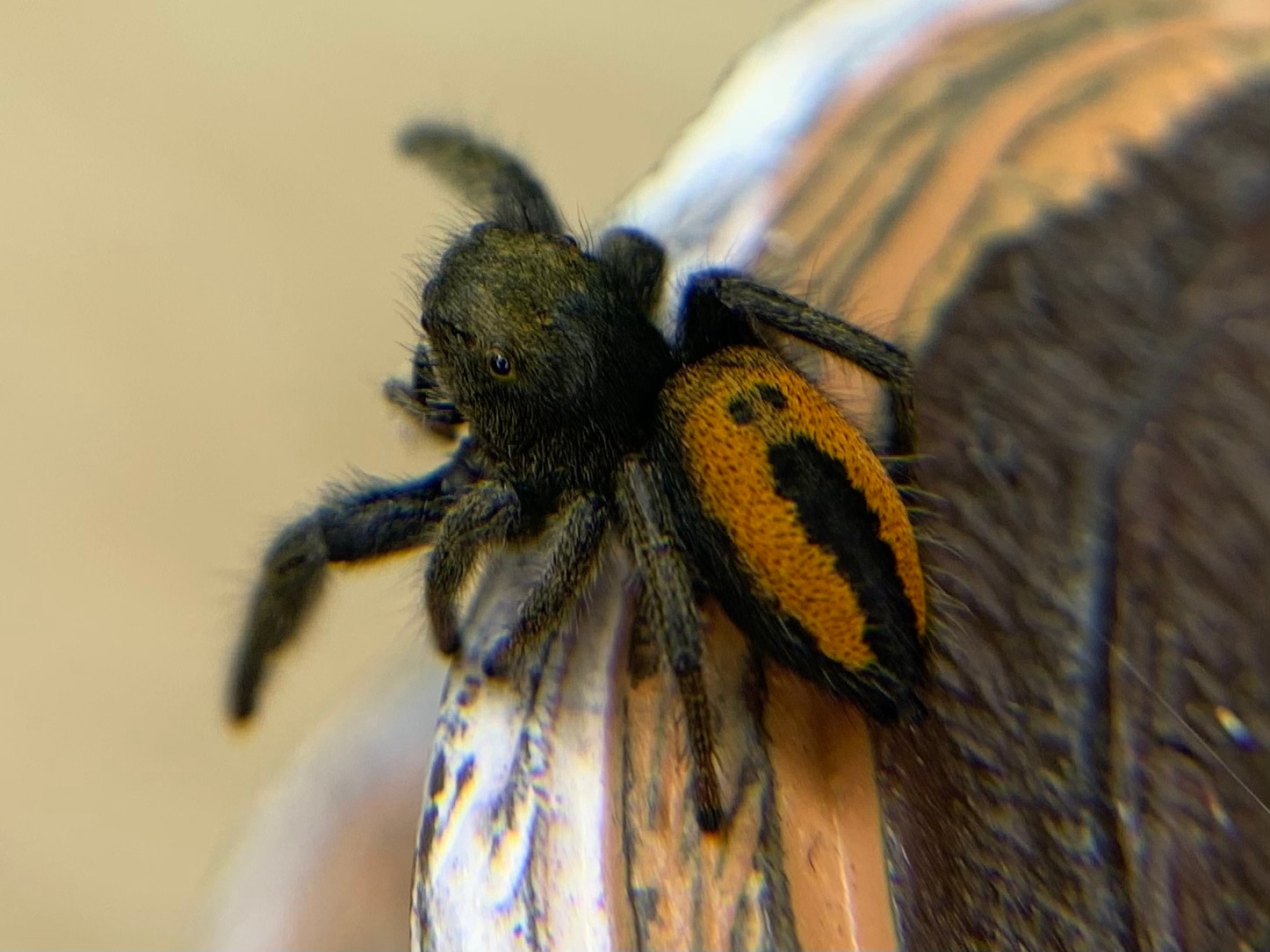 Unsexed, Juvenile Phidippus Ardens “Desert Red” Jumping Spider $30 True ...