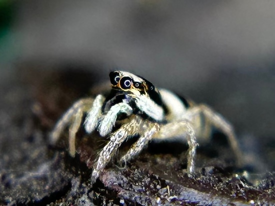 Female Salticus Austinensis Or “Zebra” Jumping Spider $40 by Georgia ...