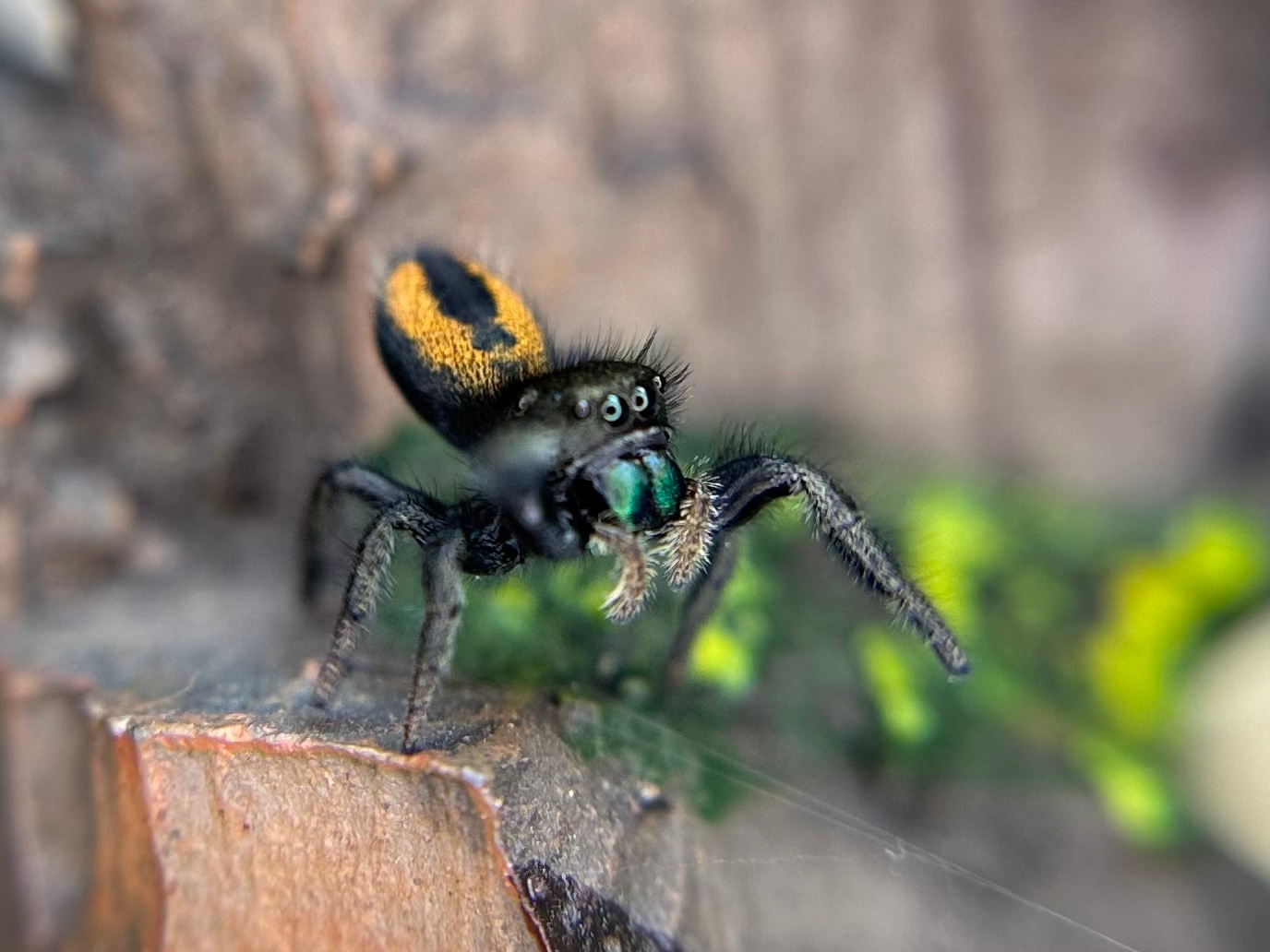 Male Subadult Phidippus Ardens “Desert Red” Jumping Spider $50 True ...