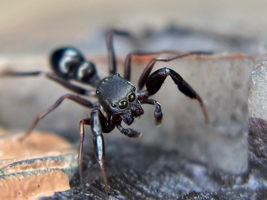 Adult Male Synageles Venator Or “ant-mimic” Jumping Spider $25 by ...