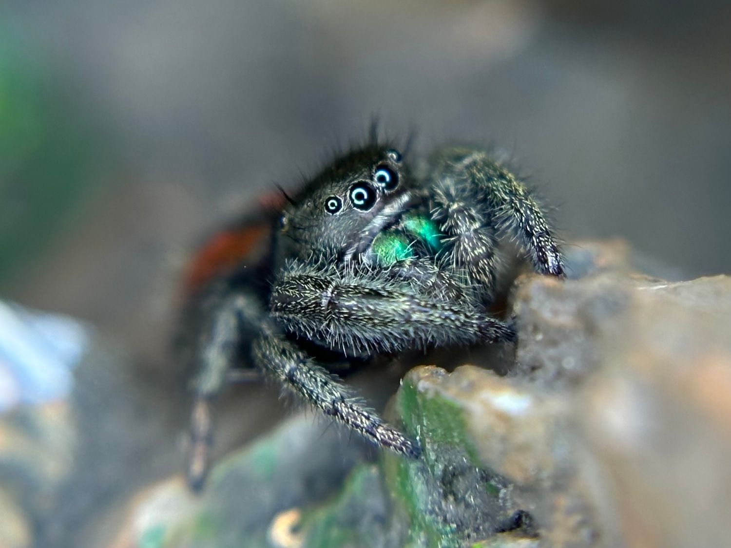 Phidippus Ardens Or “ Desert, Red” Jumping Spider True Spider by ...