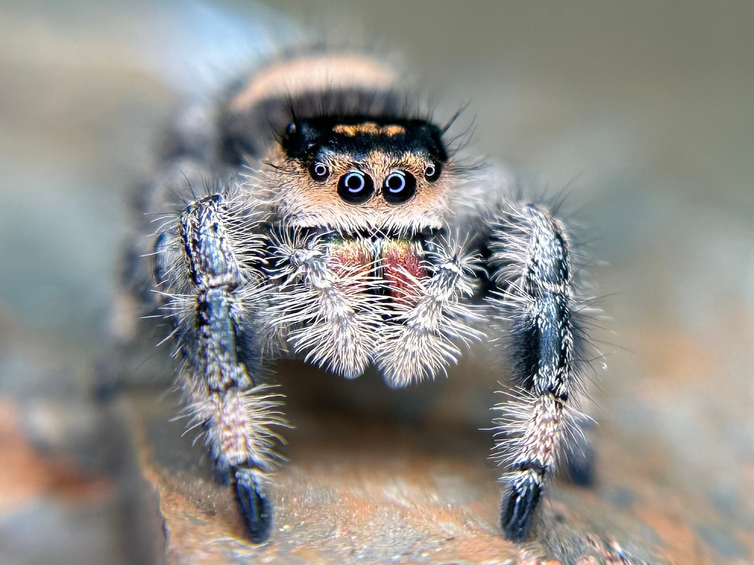 Female Juvenile Phidippus Regius “Regal” Jumping Spider $35 True Spider ...