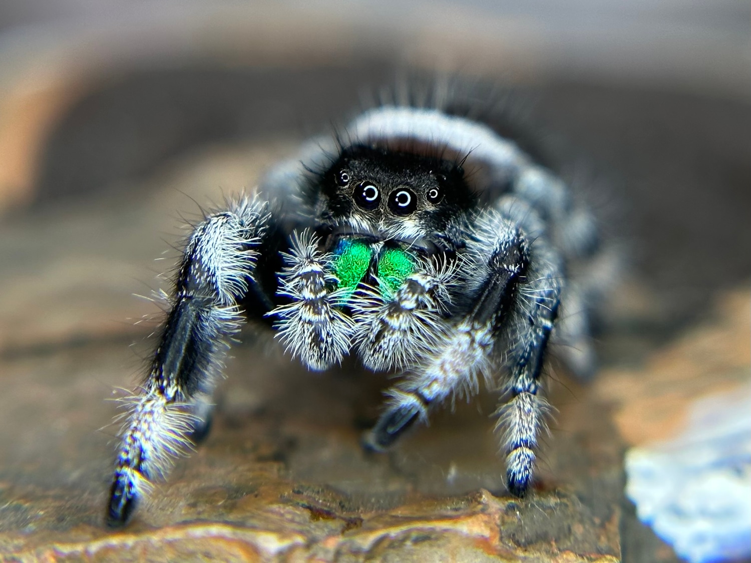 Male, Subadult Phidippus Regius “Regal” Jumping Spider $35 True Spider ...