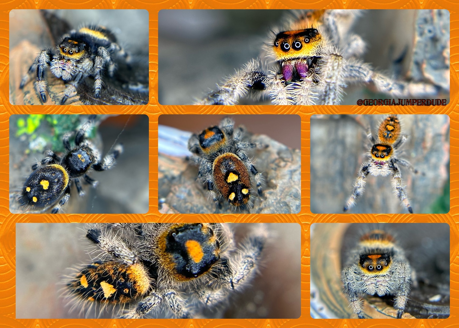 Juvenile Female Phidippus Regius Jumping Spiders $35 True Spider by ...