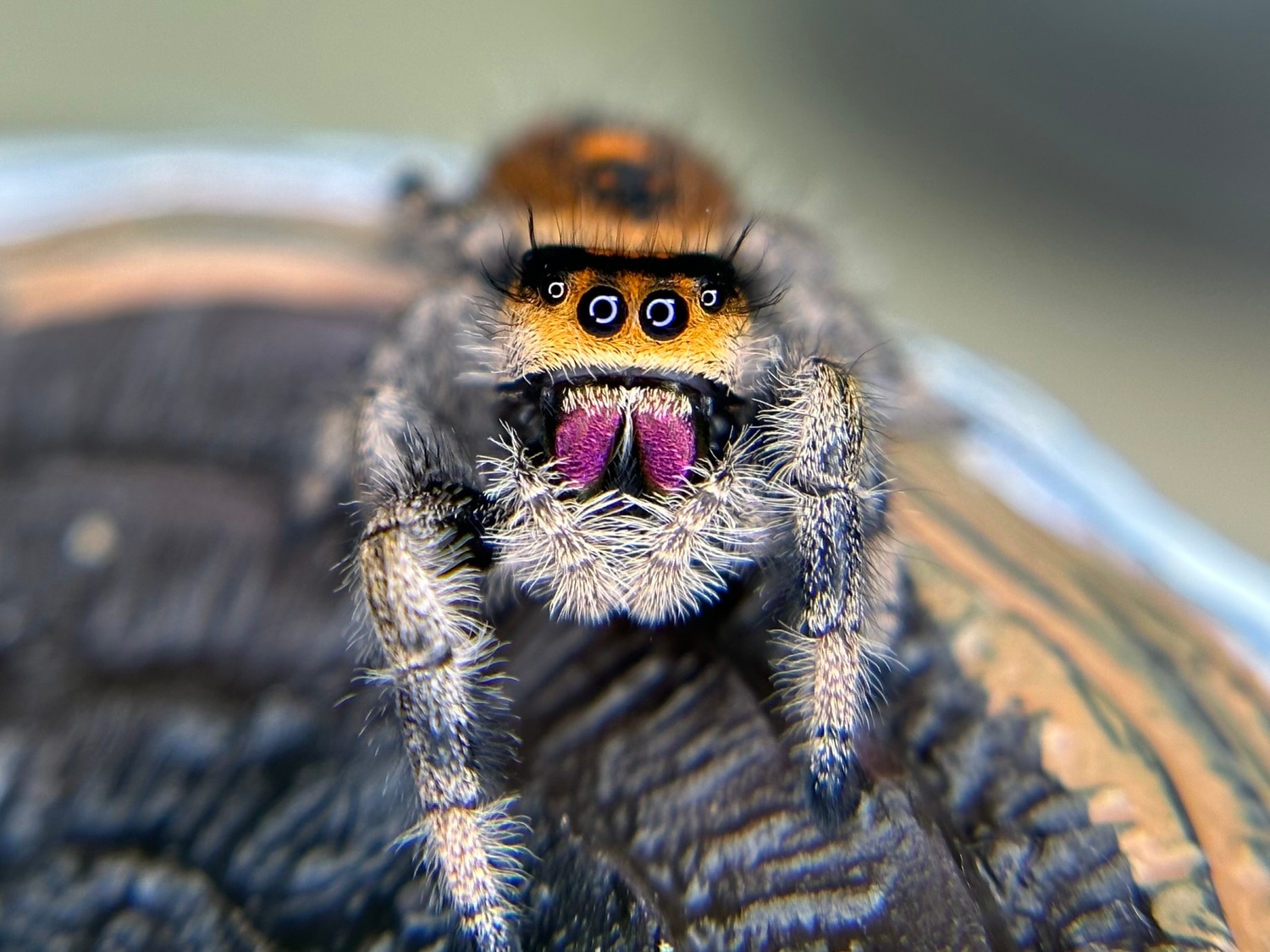 Female Juvenile Phidippus Regius “Regal” Jumping Spider $40 True Spider ...