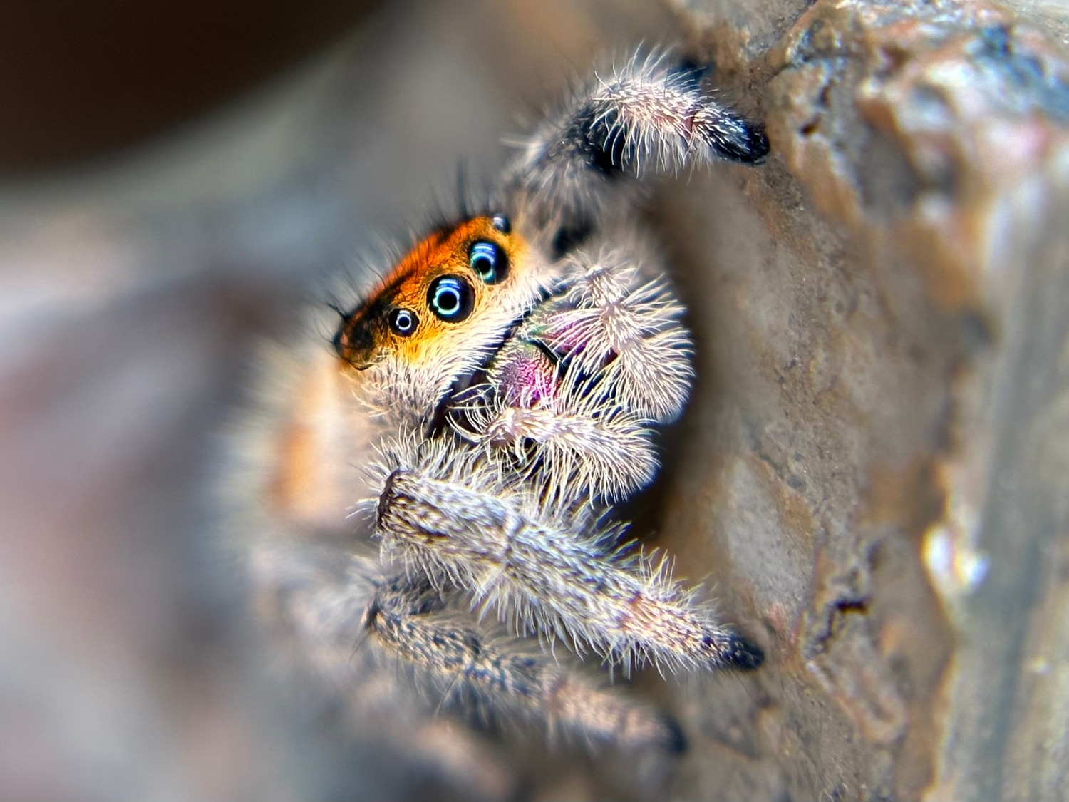 Female Juvenile Phidippus Regius “Regal” Jumping Spider $35 True Spider ...