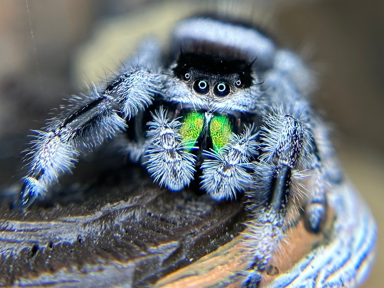 Male, Subadult Phidippus Regius “Regal” Jumping Spider $40 True Spider ...