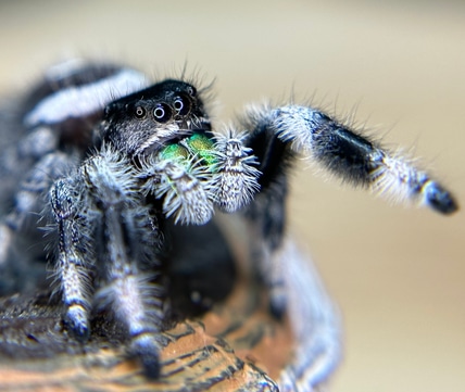 Adult Male Subadult Phidippus Ardens “Desert Red” Jumping Spider $50 ...