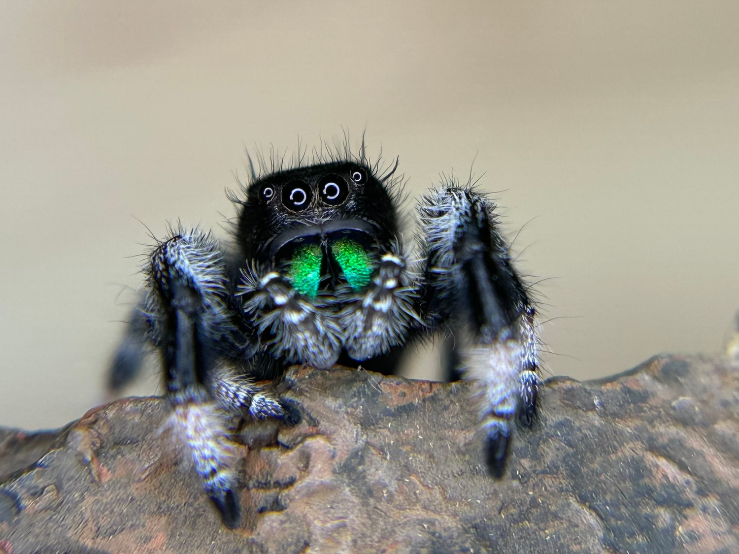 Male, Juvenile Phidippus Regius “Regal” Jumping Spider $30 True Spider ...