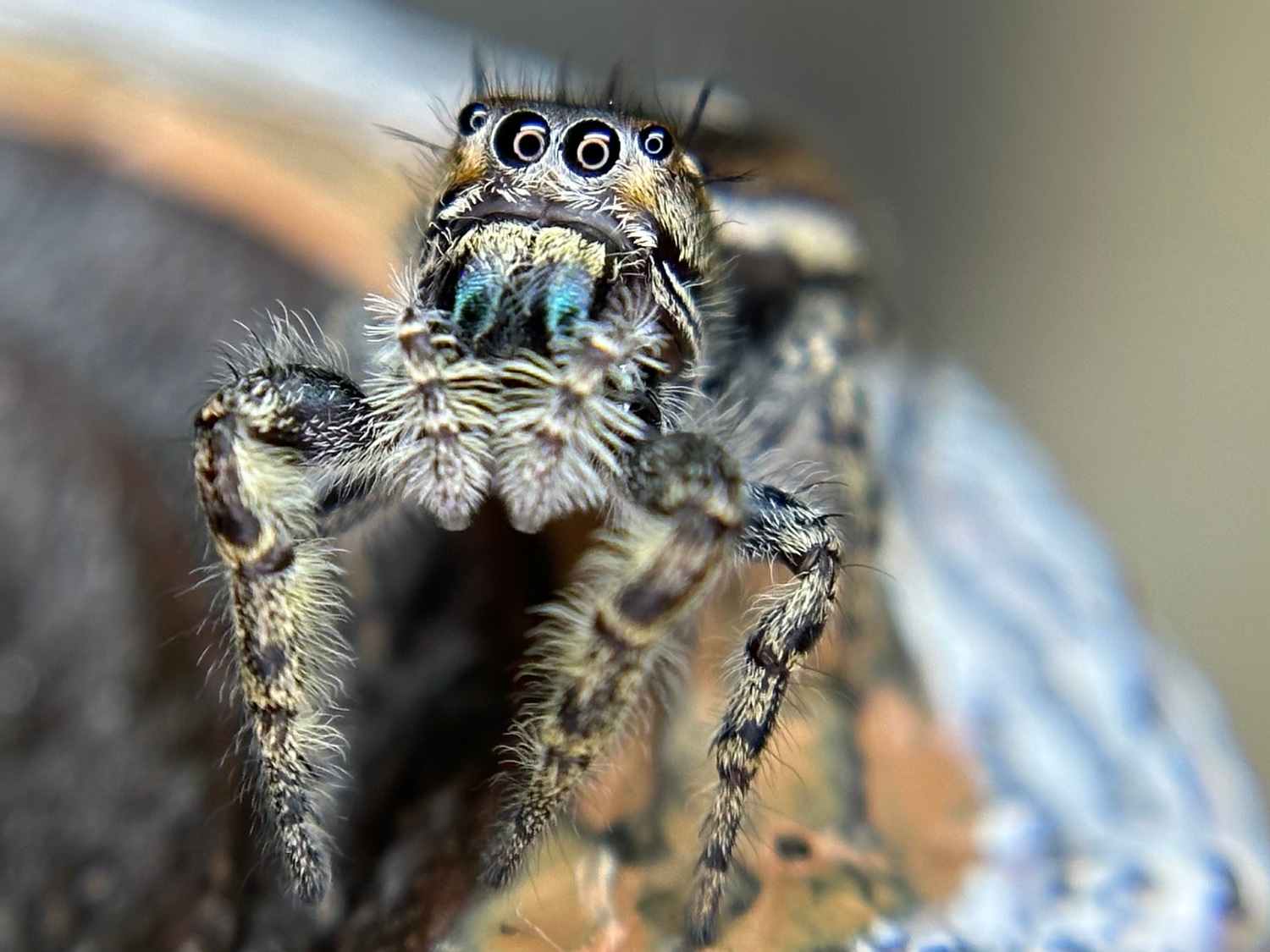 Adult Female Phidippus Putnami Jumping Spider $55 True Spider by ...