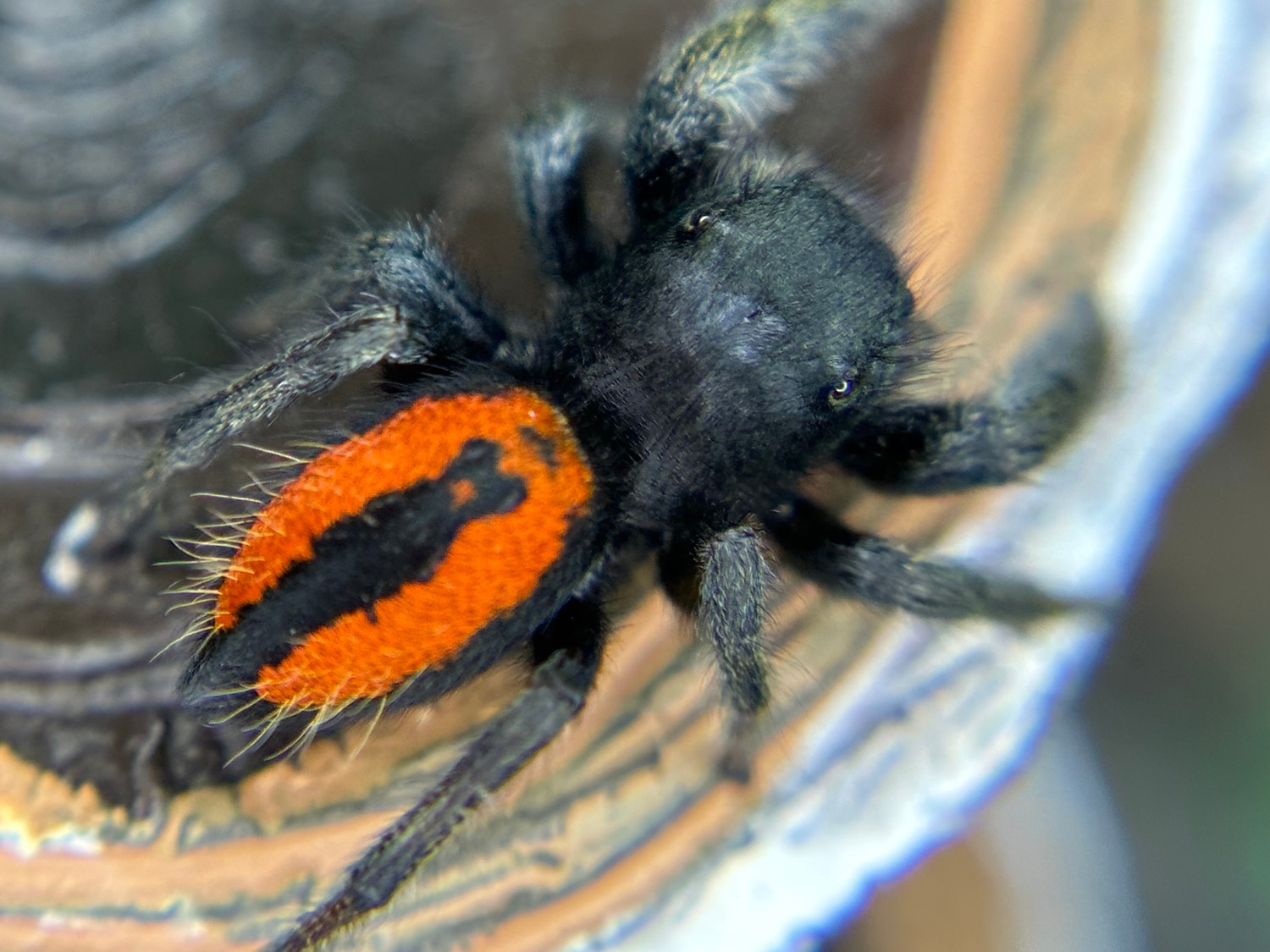 Adult Female Phidippus Ardens “Desert Red” Jumping Spider $55 True ...