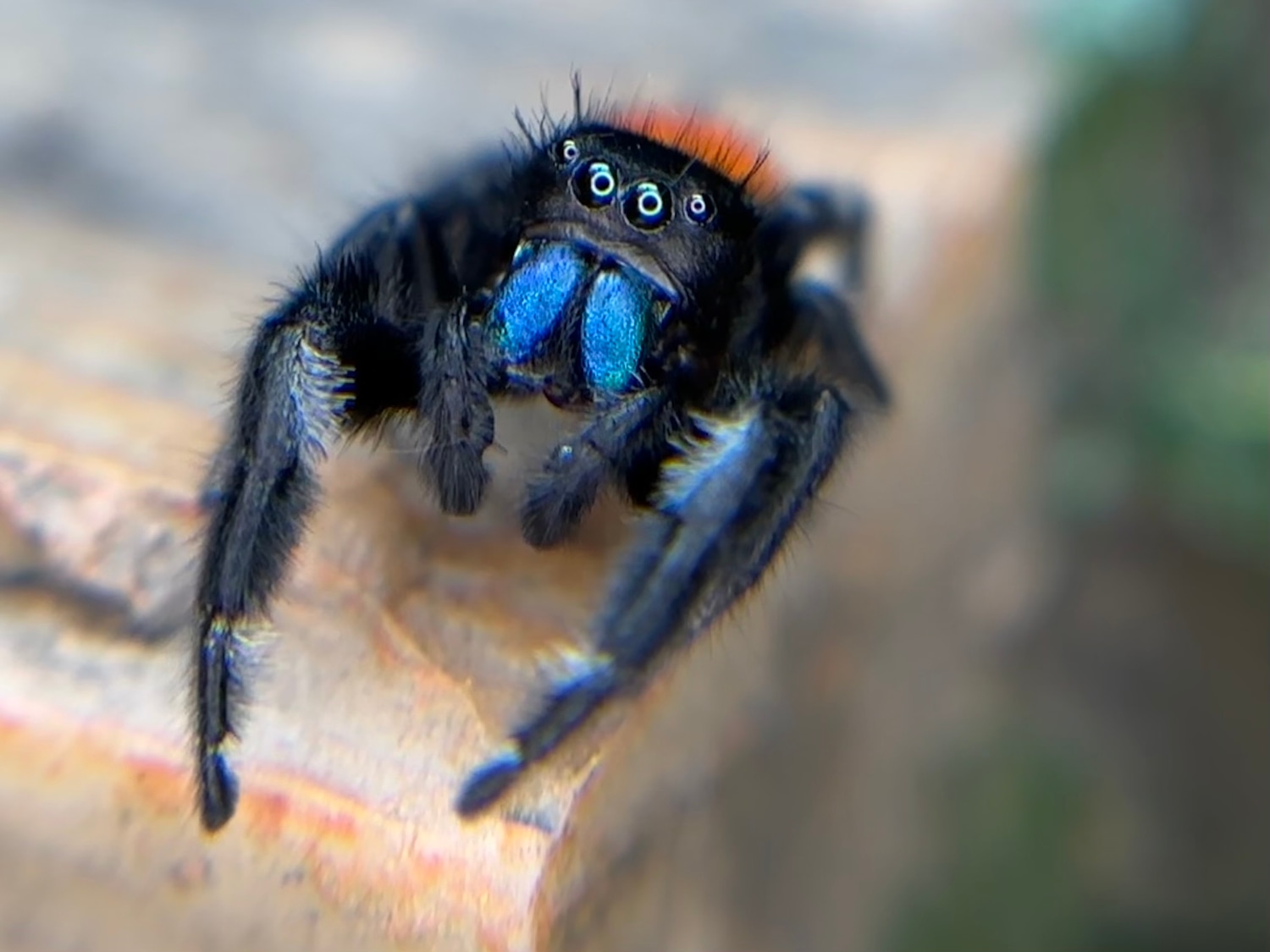 Adult Male Phidippus Ardens “Desert Red” Jumping Spider $50 True Spider ...