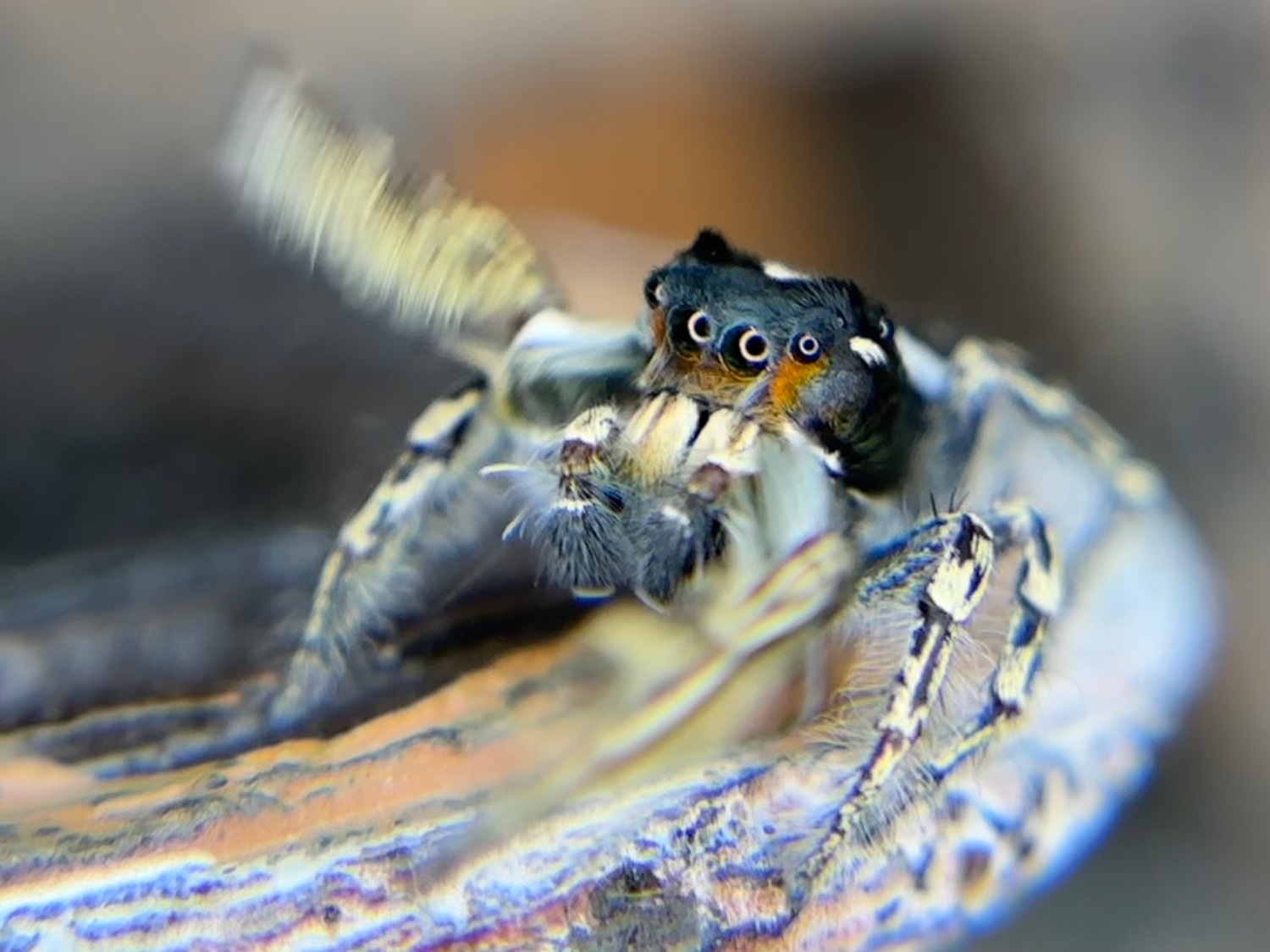 Adult Male Phidippus Putnami Jumping Spider True Spider by Georgia ...