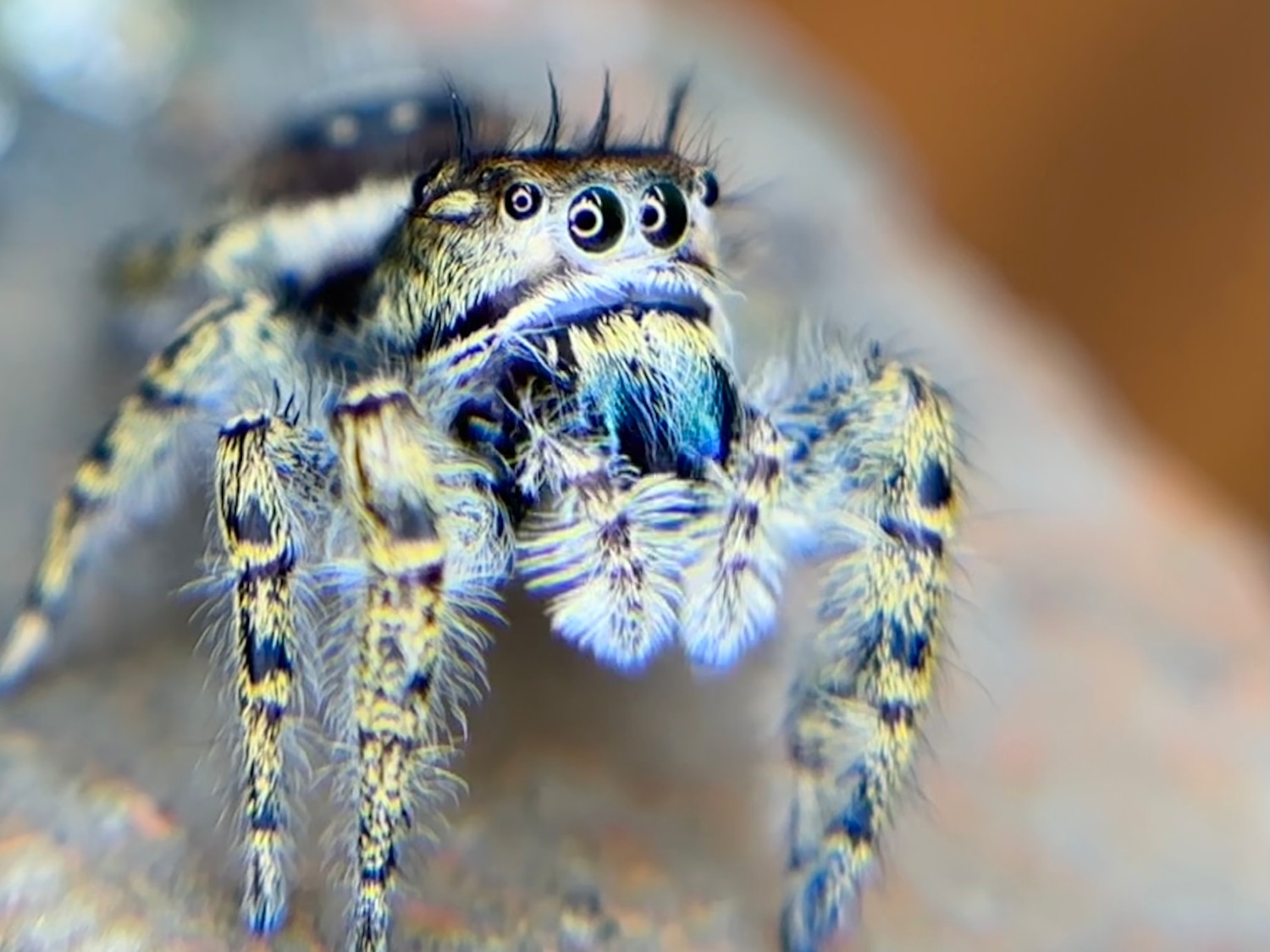 Adult Female Phidippus Putnami Jumping Spider True Spider by Georgia ...